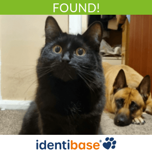 Cat missing in Belfast | identibase.co.uk