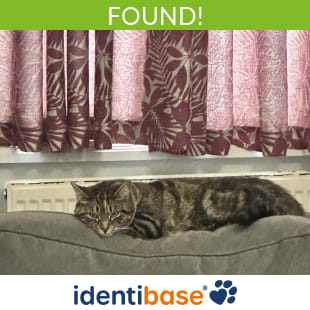Cat missing | identibase.co.uk