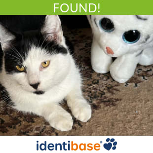 Cat missing | identibase.co.uk