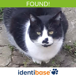 Cat missing | identibase.co.uk