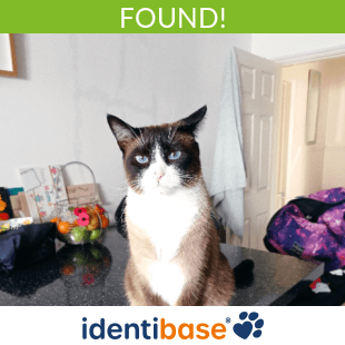 Cat missing | identibase.co.uk