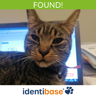 Cat missing | identibase.co.uk