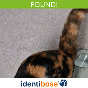 Cat missing | identibase.co.uk