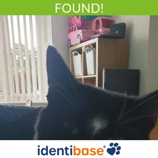 Cat missing | identibase.co.uk