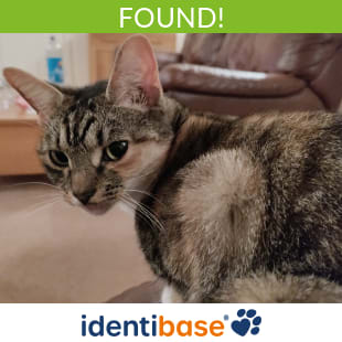 Cat missing | identibase.co.uk