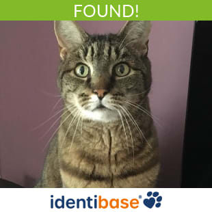 Cat missing | identibase.co.uk