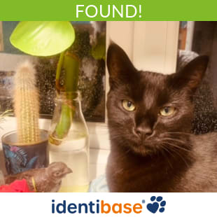 Cat missing | identibase.co.uk