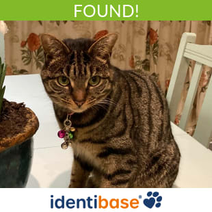 Cat missing in Tain | identibase.co.uk