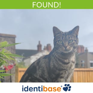Cat missing | identibase.co.uk