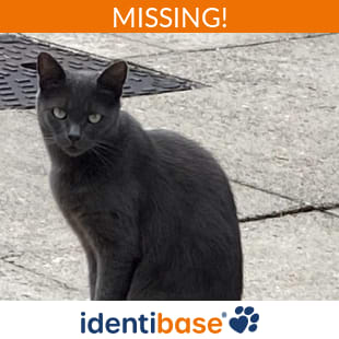 Cat missing | identibase.co.uk