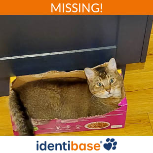 Cat missing | identibase.co.uk