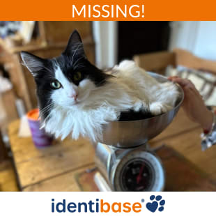 Cat missing | identibase.co.uk