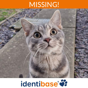 Cat missing | identibase.co.uk