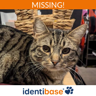 Cat missing | identibase.co.uk