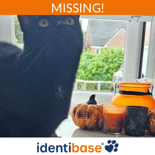 Cat missing | identibase.co.uk