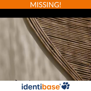 Cat missing in Gillingham | identibase.co.uk