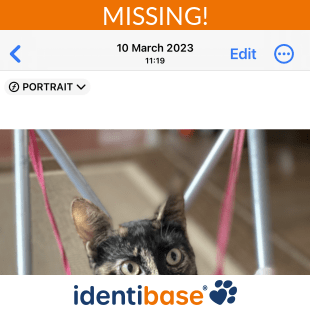 Cat missing in Leeds | identibase.co.uk