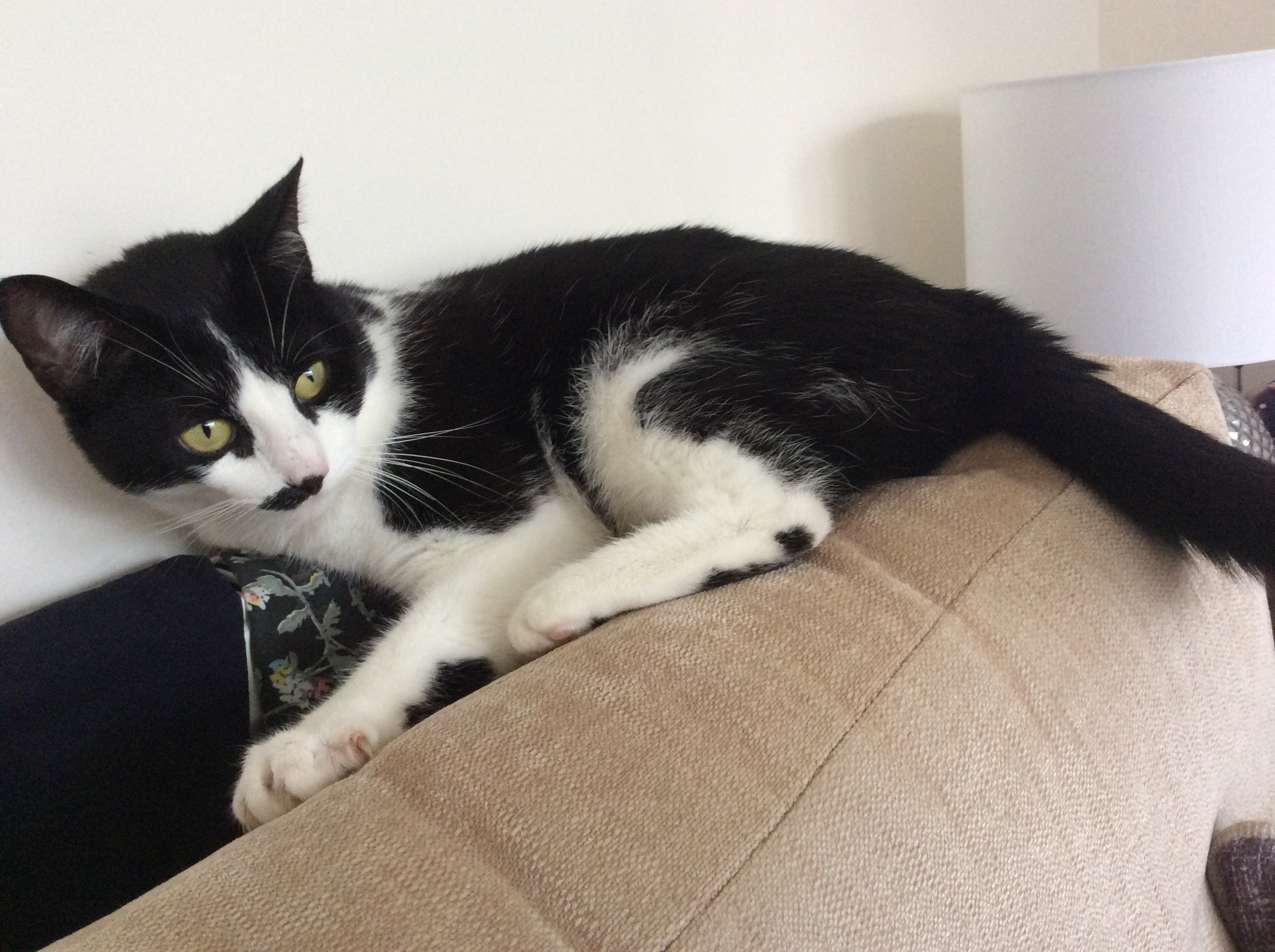 Cat missing in Llanelli | identibase.co.uk