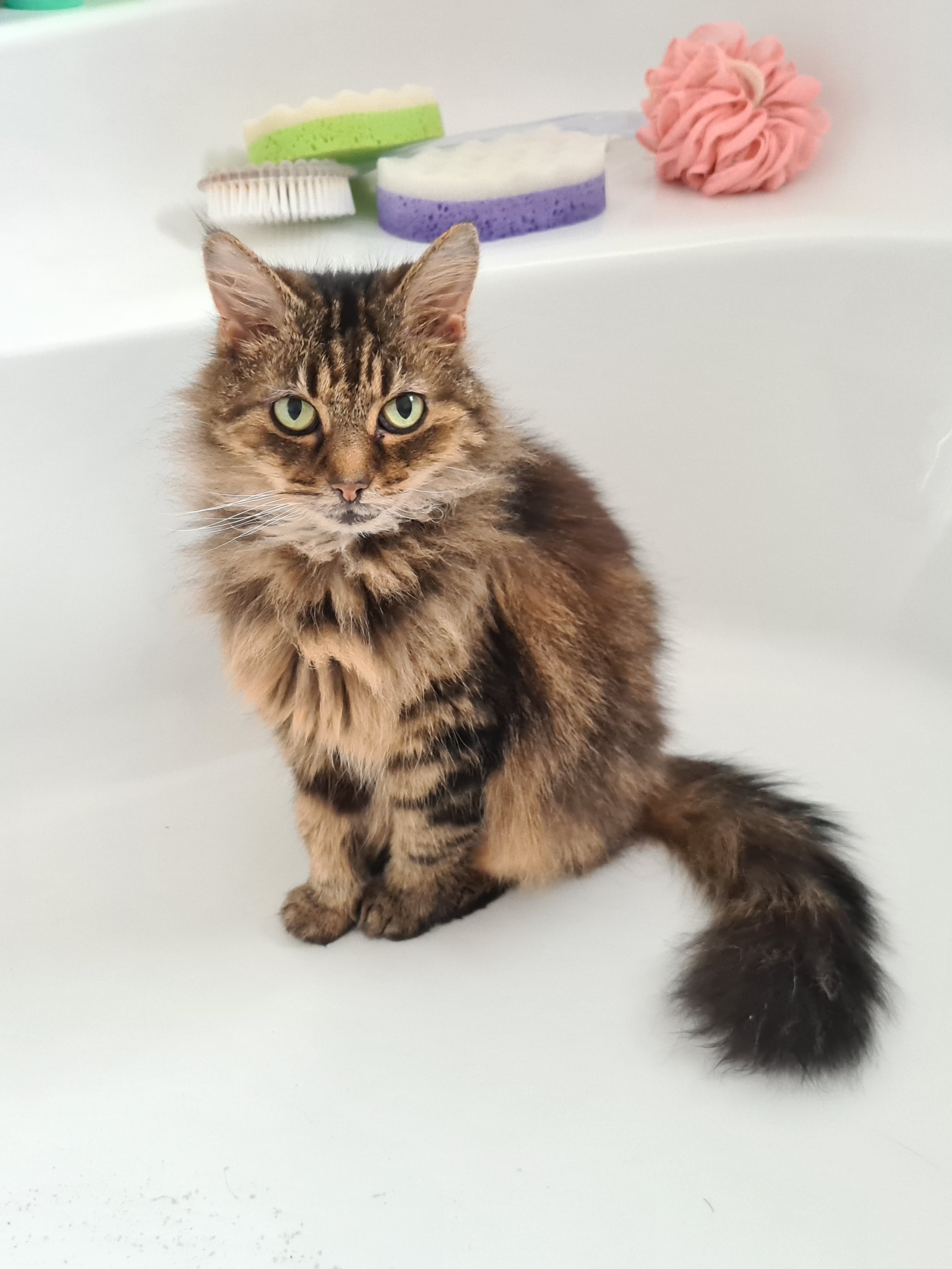 Cat missing in London | identibase.co.uk