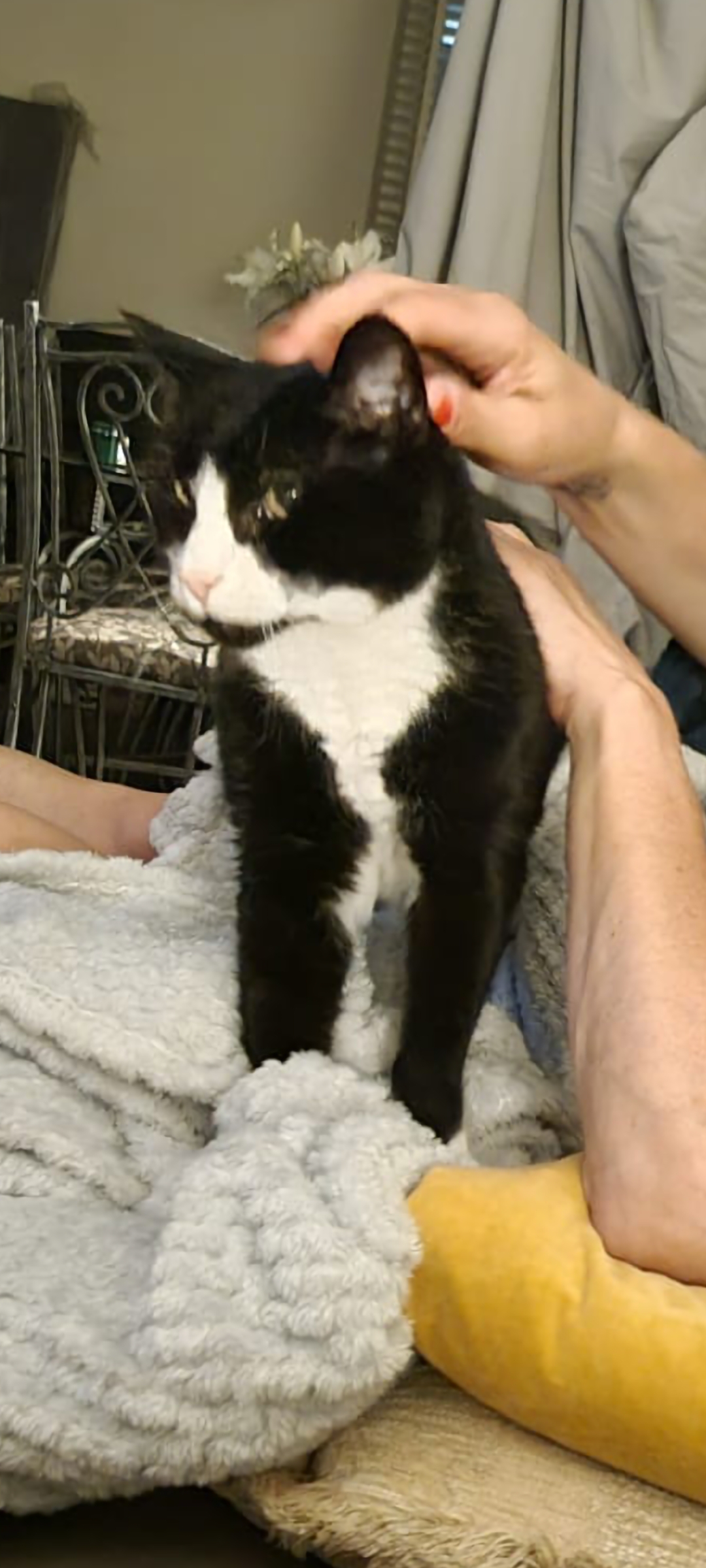 Cat missing in Aylesbury | identibase.co.uk