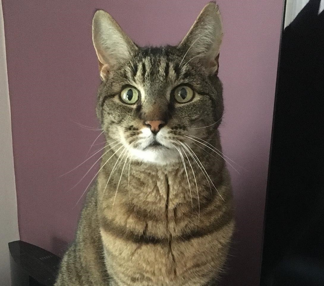 Cat missing in Lincoln | identibase.co.uk