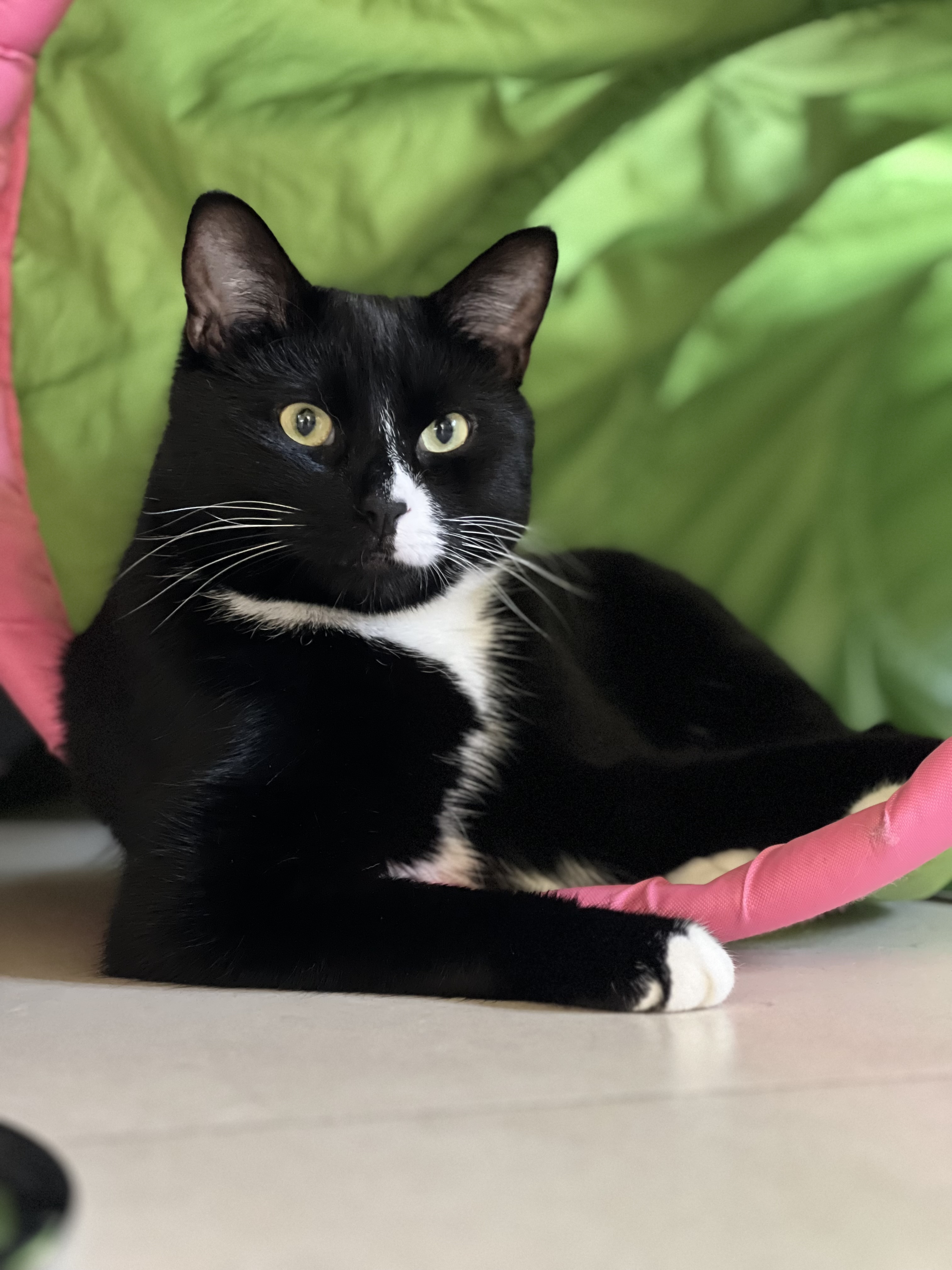 Cat missing in Ipswich | identibase.co.uk