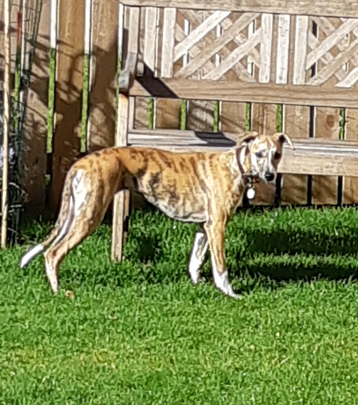 Dog missing in Sunderland | identibase.co.uk