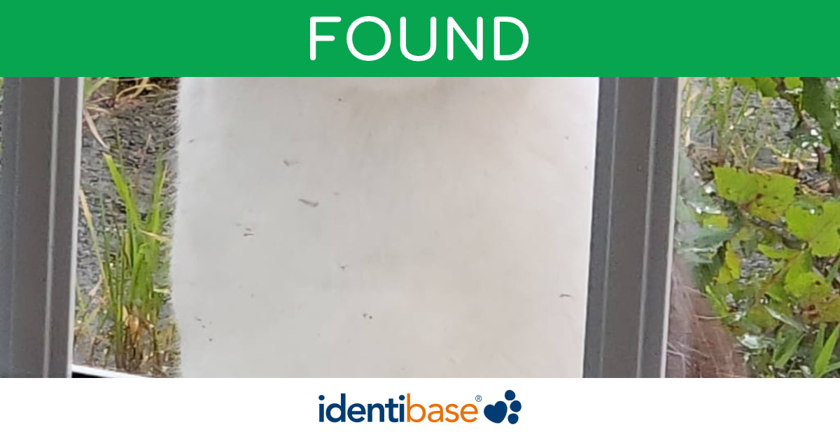 Cat missing in Solihull | identibase.co.uk