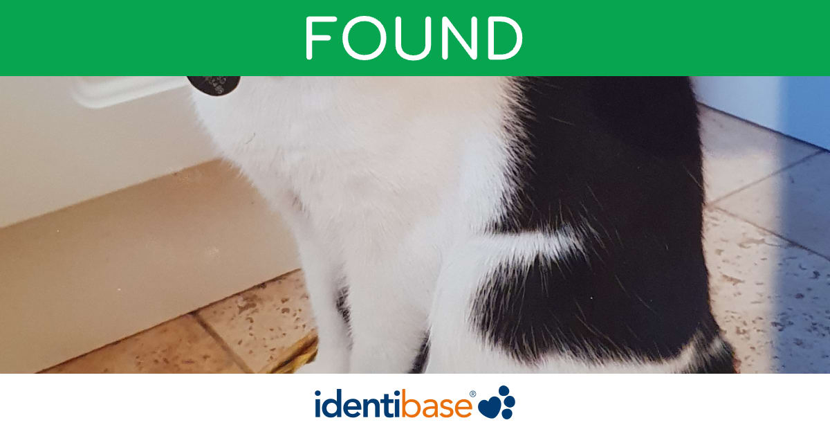 Cat missing in Wantage | identibase.co.uk