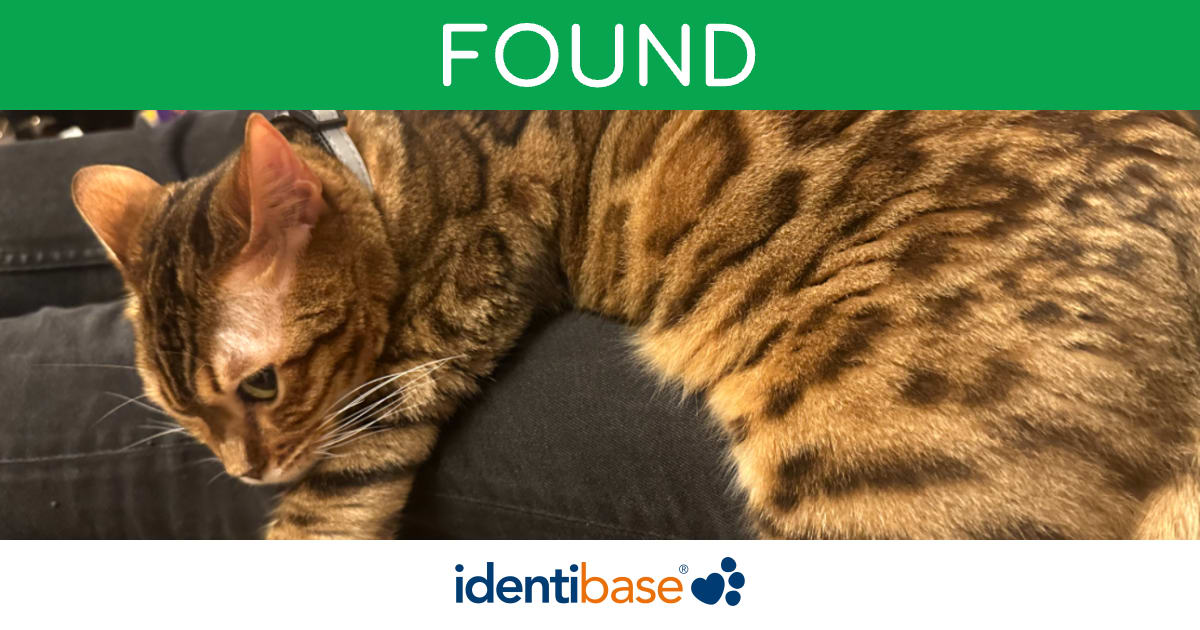 Cat missing in Chelmsford | identibase.co.uk