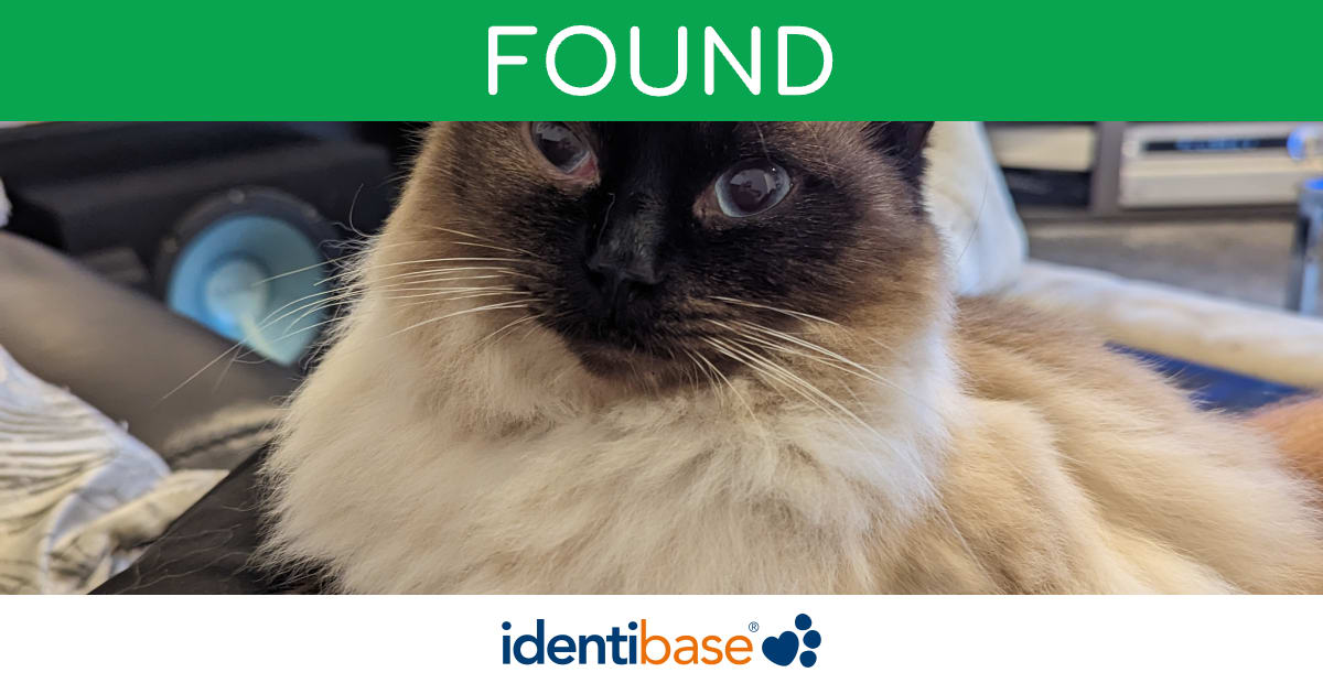 Cat missing in Manchester | identibase.co.uk