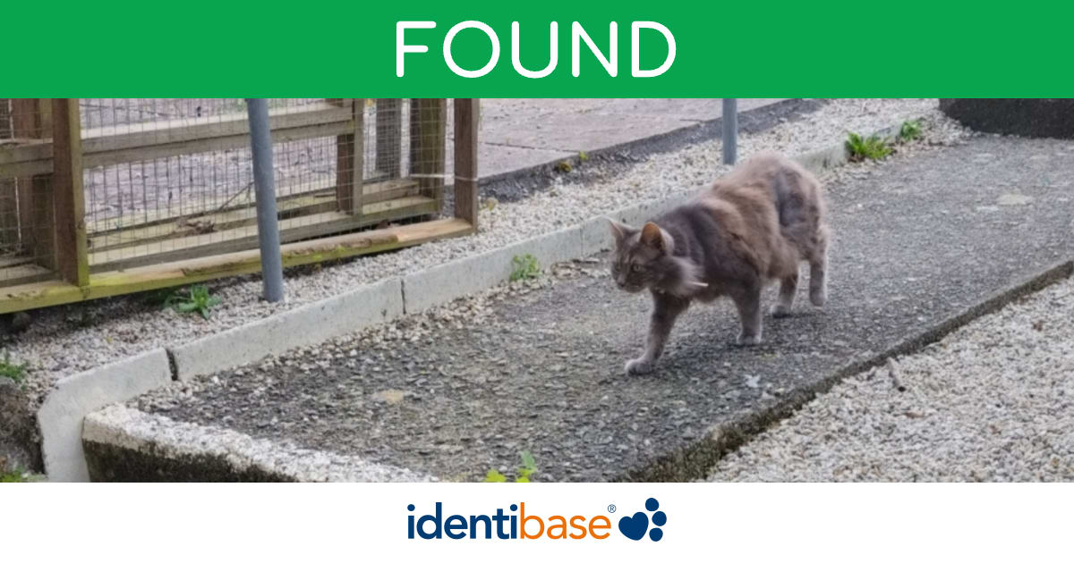 Cat missing in Truro | identibase.co.uk