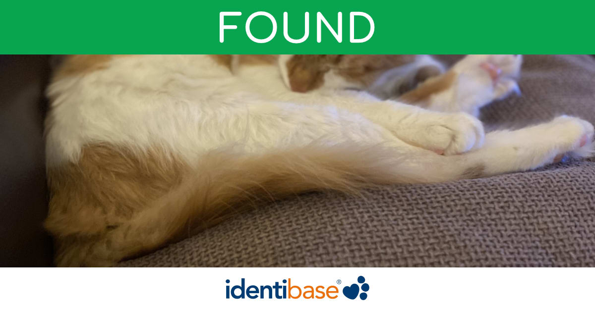 Cat Missing In Broadstone Uk