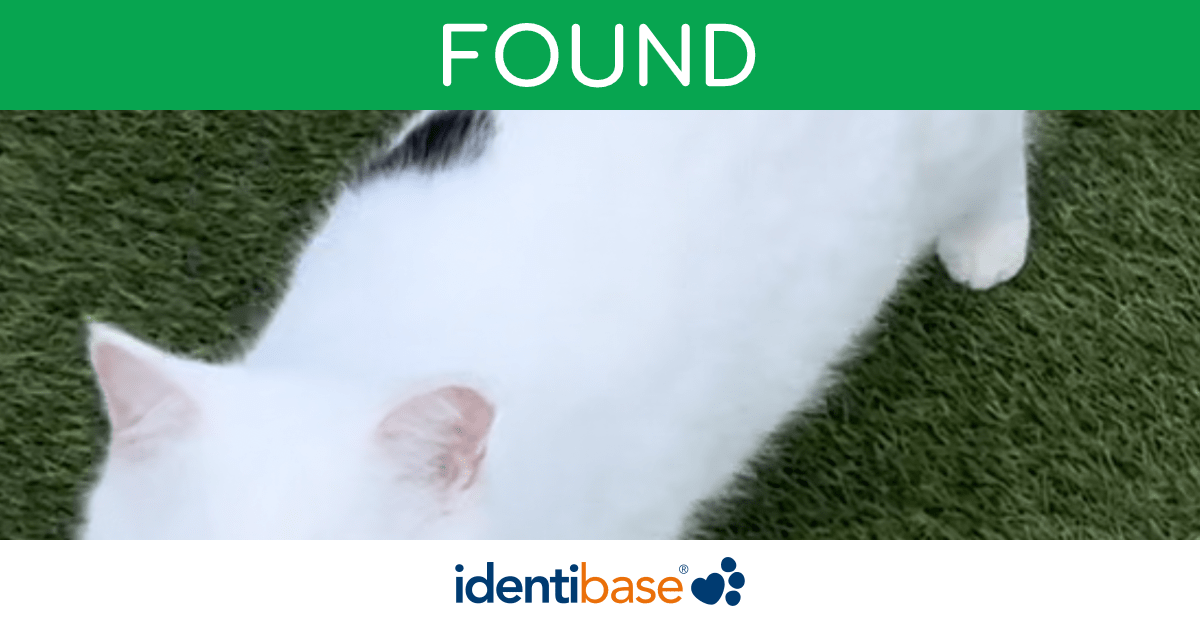 Cat missing in Aberdeen | identibase.co.uk