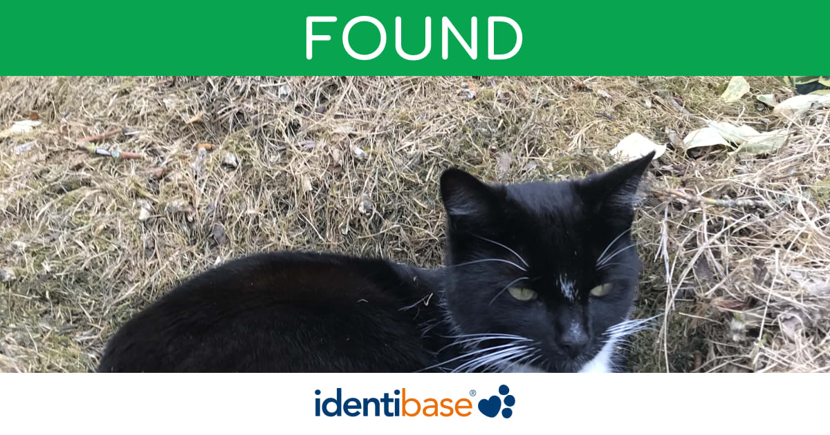 Cat missing in Alcester | identibase.co.uk