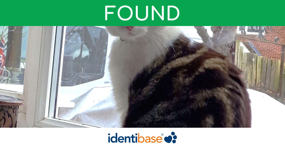 Cat missing in Aylesbury | identibase.co.uk