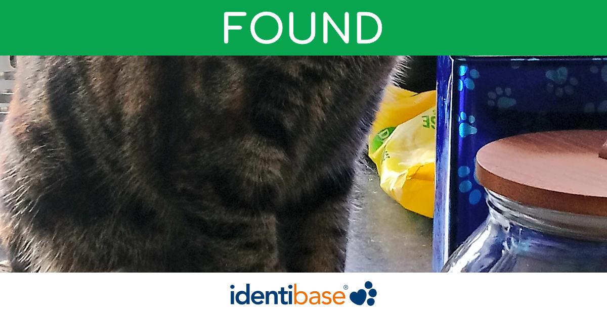 Cat missing in Manchester | identibase.co.uk