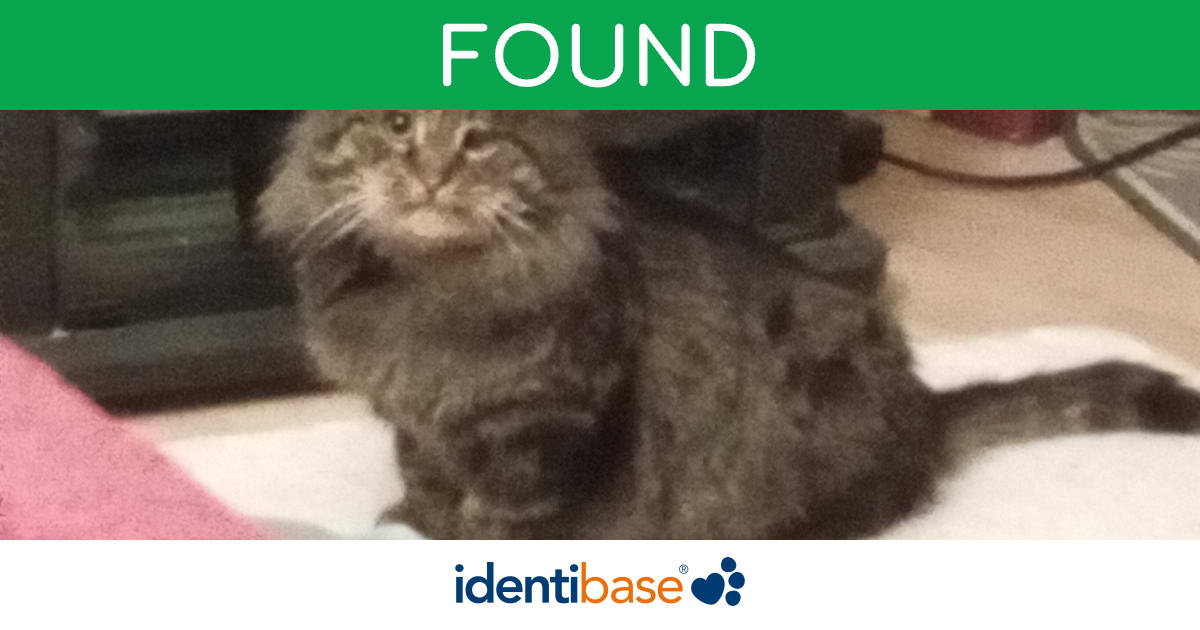 Cat missing in Thornton Heath | identibase.co.uk