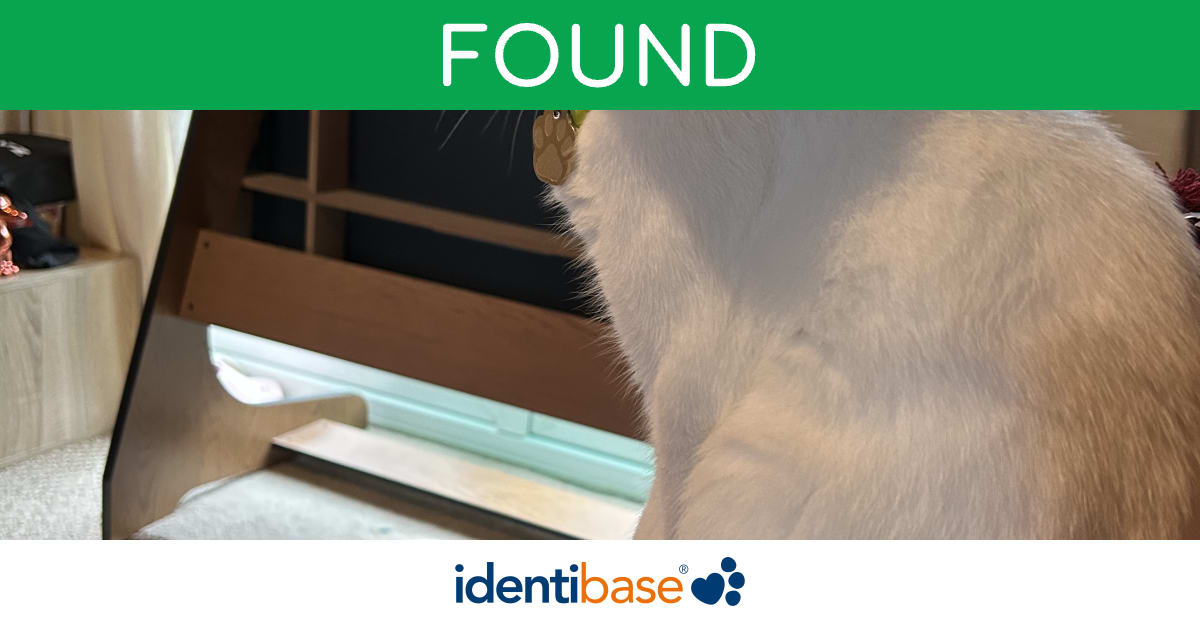 Cat missing in Sheffield | identibase.co.uk