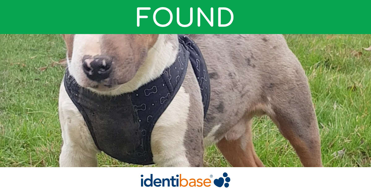 Dog missing in London | identibase.co.uk