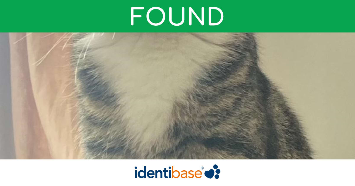 Cat missing in Addlestone | identibase.co.uk