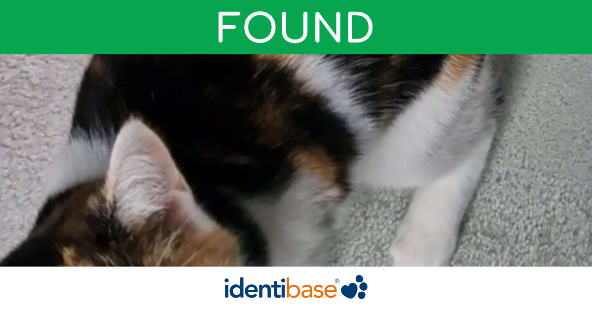 Cat missing in Glasgow | identibase.co.uk