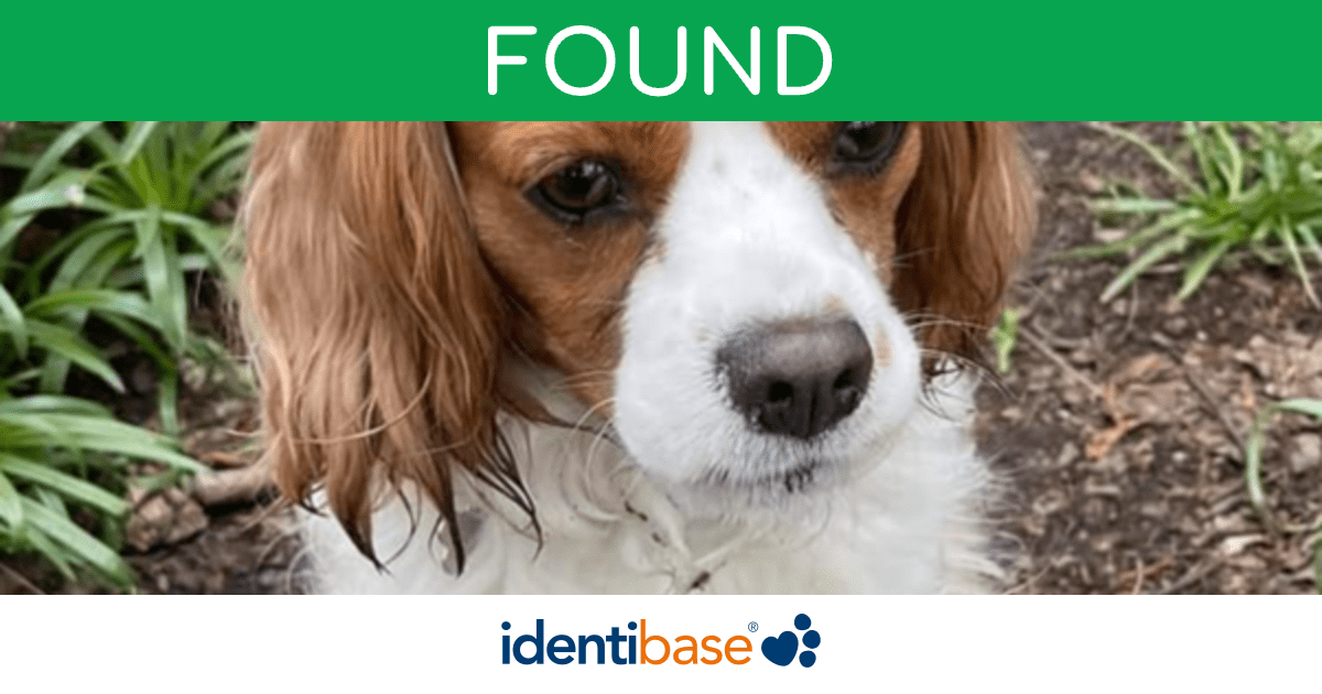 Dog missing in Sevenoaks | identibase.co.uk