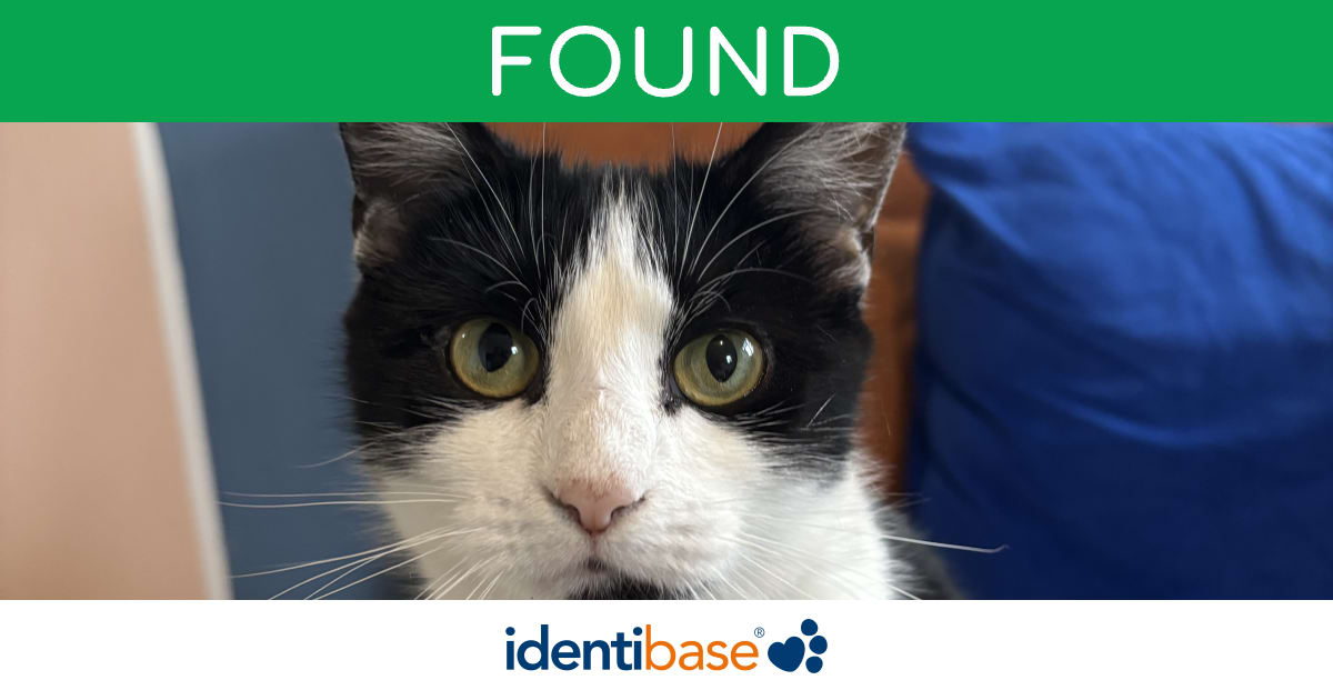Cat missing in Bromsgrove | identibase.co.uk