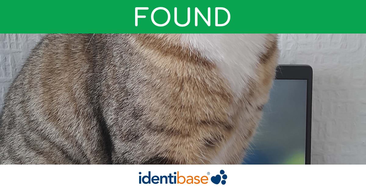 Cat missing in Stockton-on-Tees | identibase.co.uk