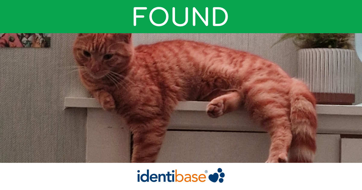 Cat missing in Kirkcudbright | identibase.co.uk