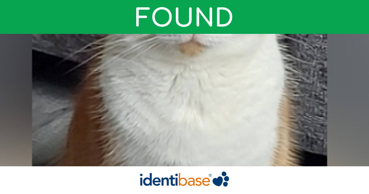 Cat missing in Malvern | identibase.co.uk