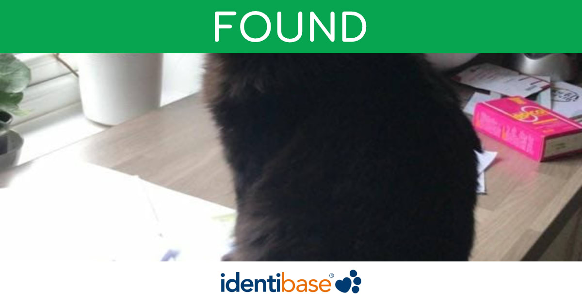 Cat missing in Cambridge | identibase.co.uk