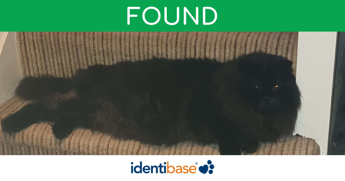Cat missing in Edinburgh | identibase.co.uk