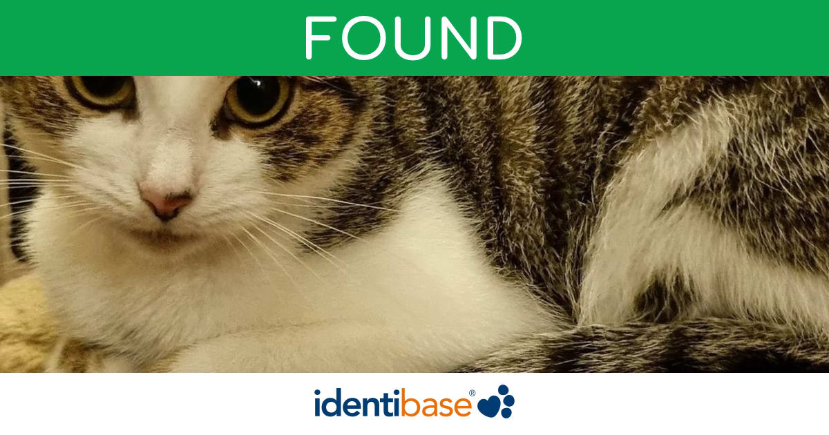Cat missing in Nottingham | identibase.co.uk